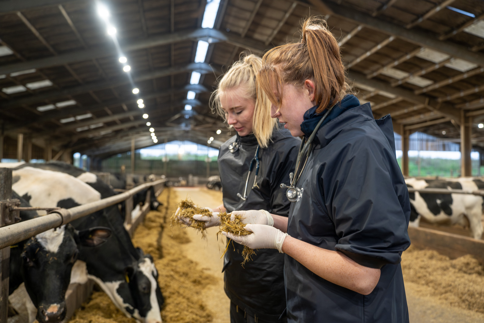 Wood Vets | Trusted Care in Gloucester